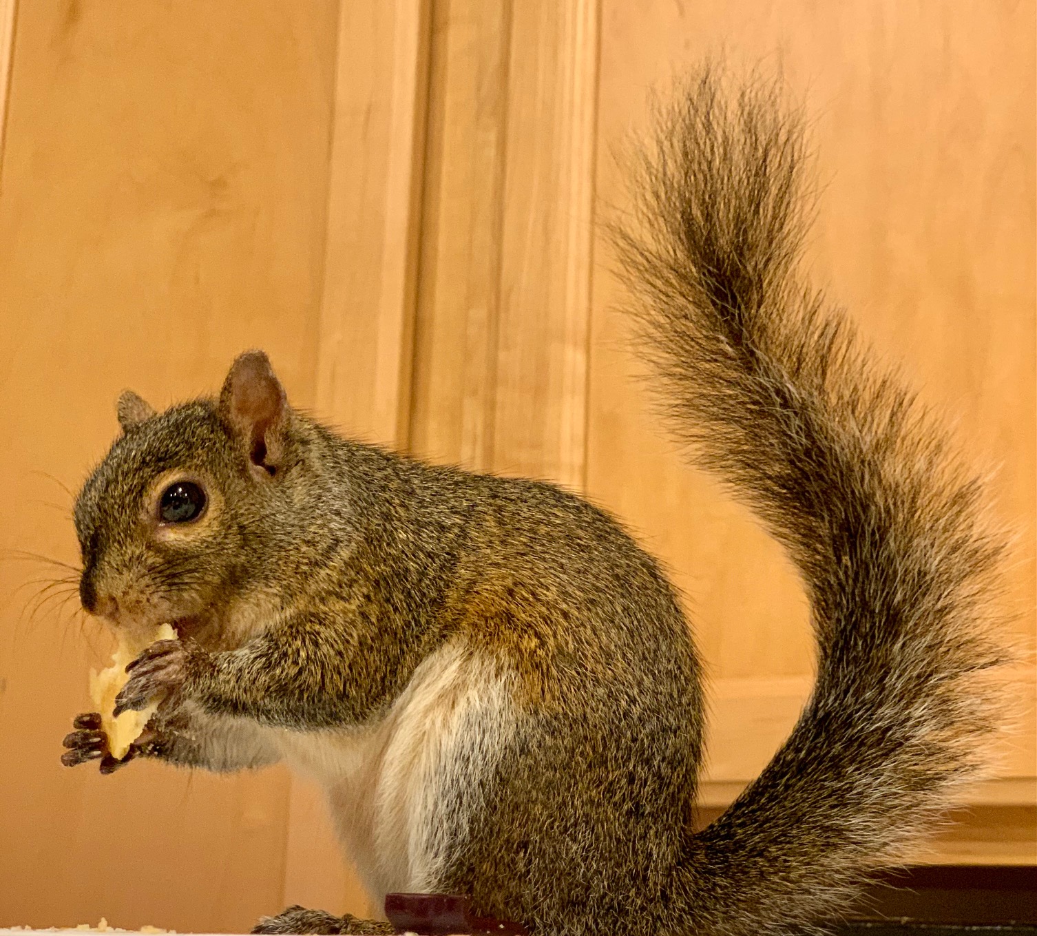 Photos – BobbySquirrel.com
